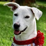 Partnership for Animal Welfare - Find Your Furr-ever Friend