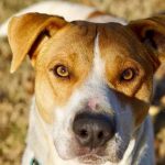 Partnership for Animal Welfare - Find Your Furr-ever Friend