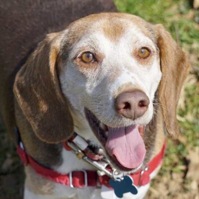 Partnership for Animal Welfare | Find Your Furr-ever Friend