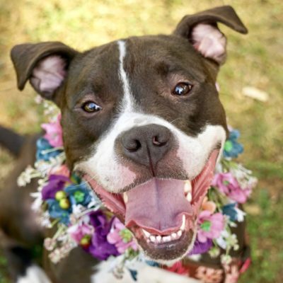 Partnership for Animal Welfare | Find Your Furr-ever Friend