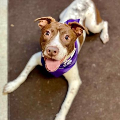 Partnership for Animal Welfare | Find Your Furr-ever Friend