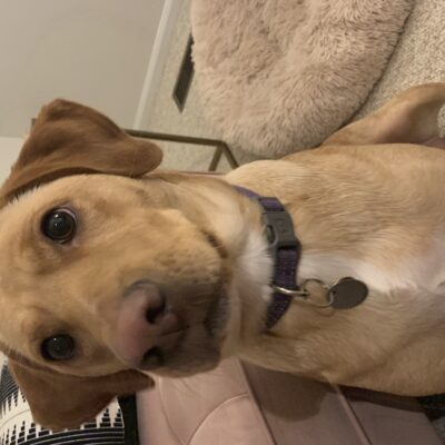 Partnership for Animal Welfare | Find Your Furr-ever Friend