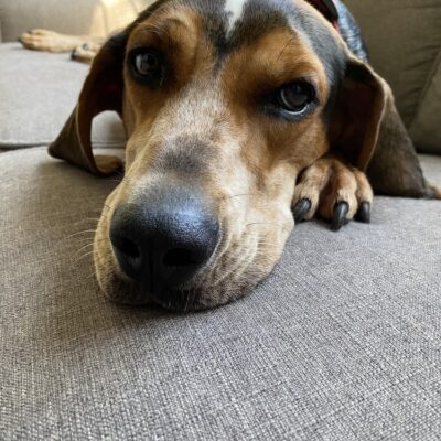 Partnership for Animal Welfare | Find Your Furr-ever Friend