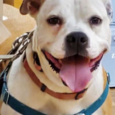 Partnership for Animal Welfare | Find Your Furr-ever Friend